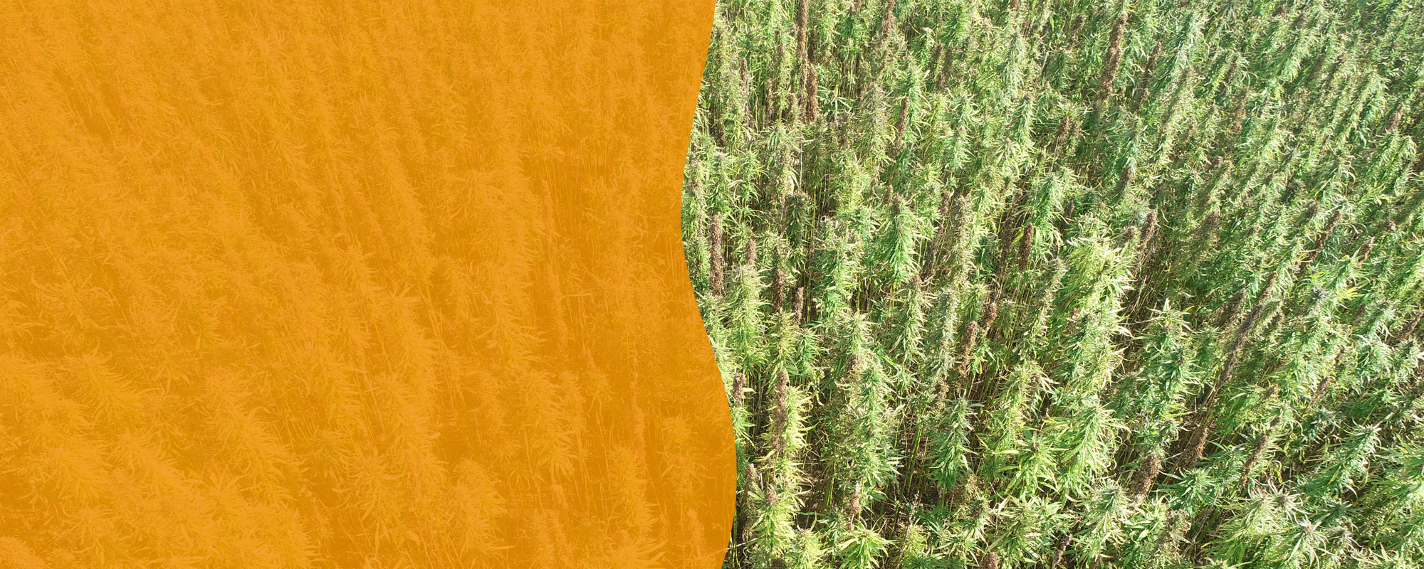 About Hemp it Up | Hemp Seed Oil | Grown in North East Scotland